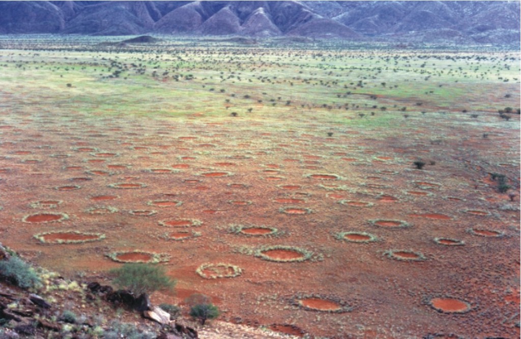 Fairy circles in the Marienflusstal area (Namibia, 2000) | Author ...
